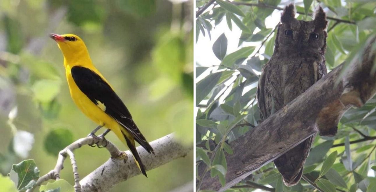 Las obras en La Uerba “están siendo una barbaridad ambiental con un ...